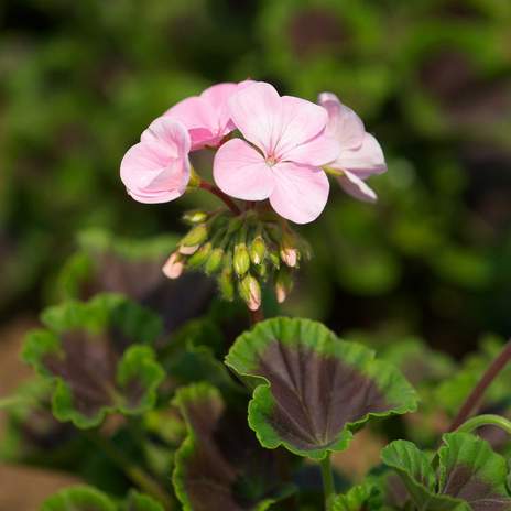 Градина Солей - Разсадник многогодишни цветя, сезонни разсади ...