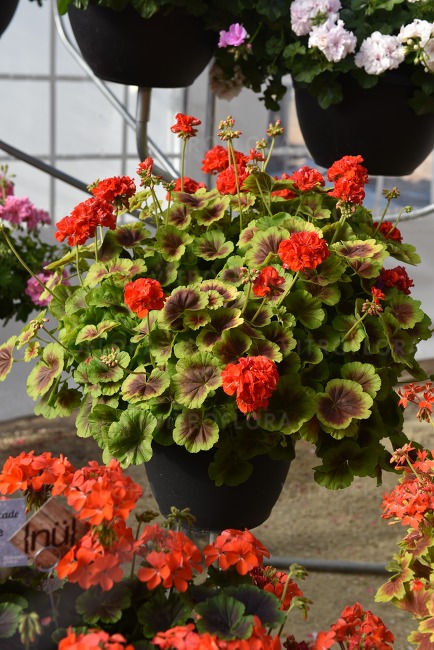 Градина Солей - Разсадник многогодишни цветя, сезонни разсади ...