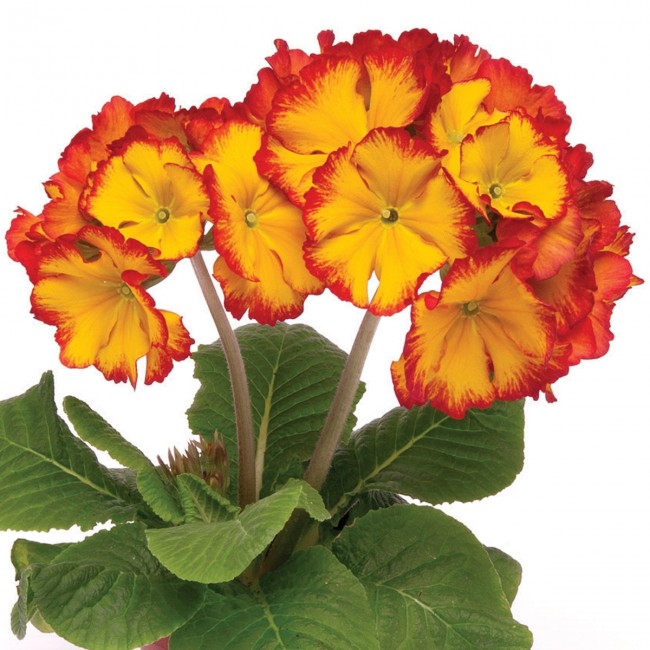 Градина Солей - Разсадник многогодишни цветя, сезонни разсади ...