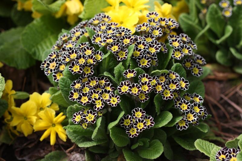 Градина Солей - Разсадник многогодишни цветя, сезонни разсади ...