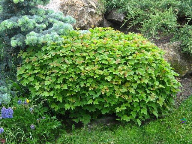 Градина Солей - Разсадник многогодишни цветя, сезонни разсади ...